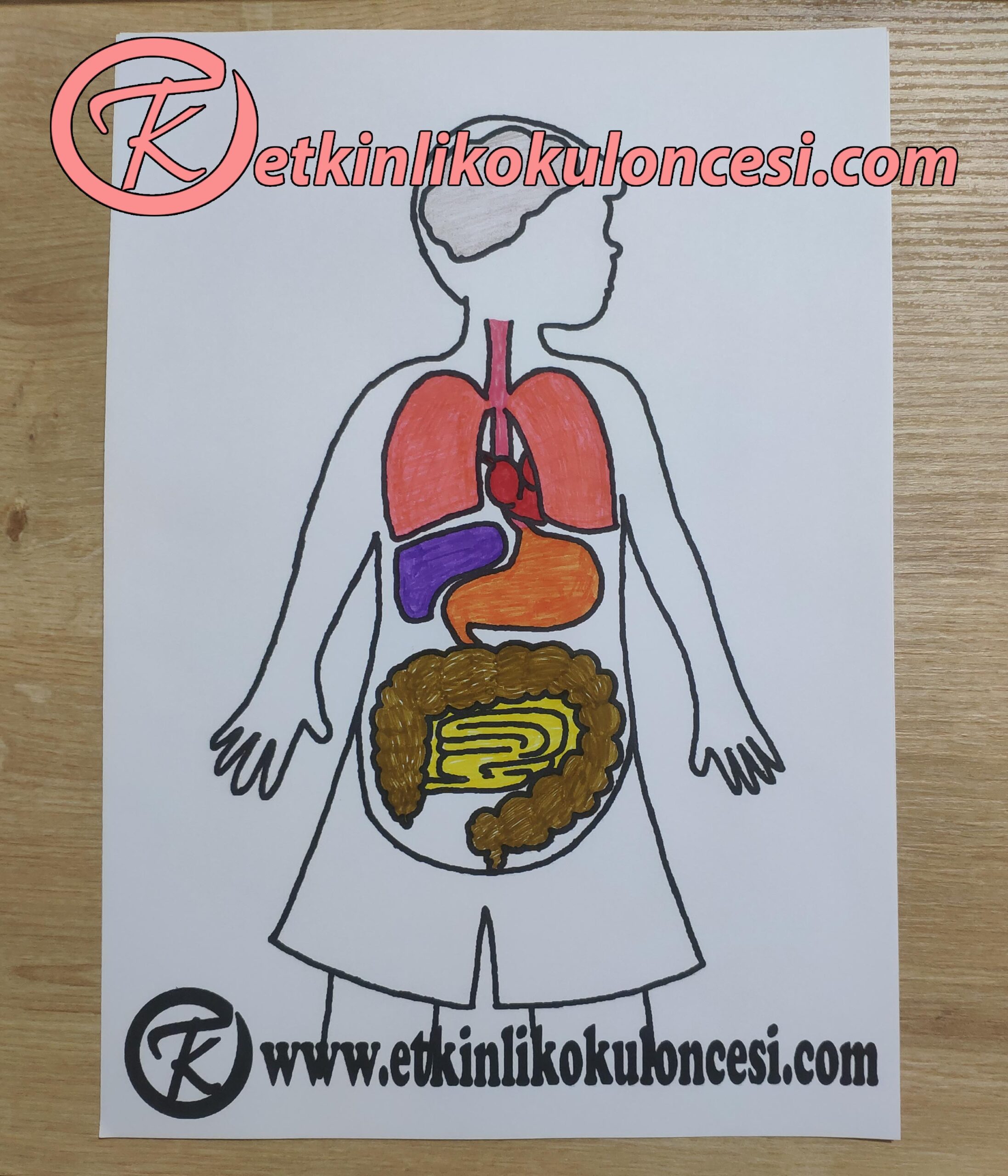 OKUL ÖNCESİ – İÇ ORGANLAR BOYAMA SAYFASI – FEN ETKİNLİĞİ – OKUL ÖNCESİ ...