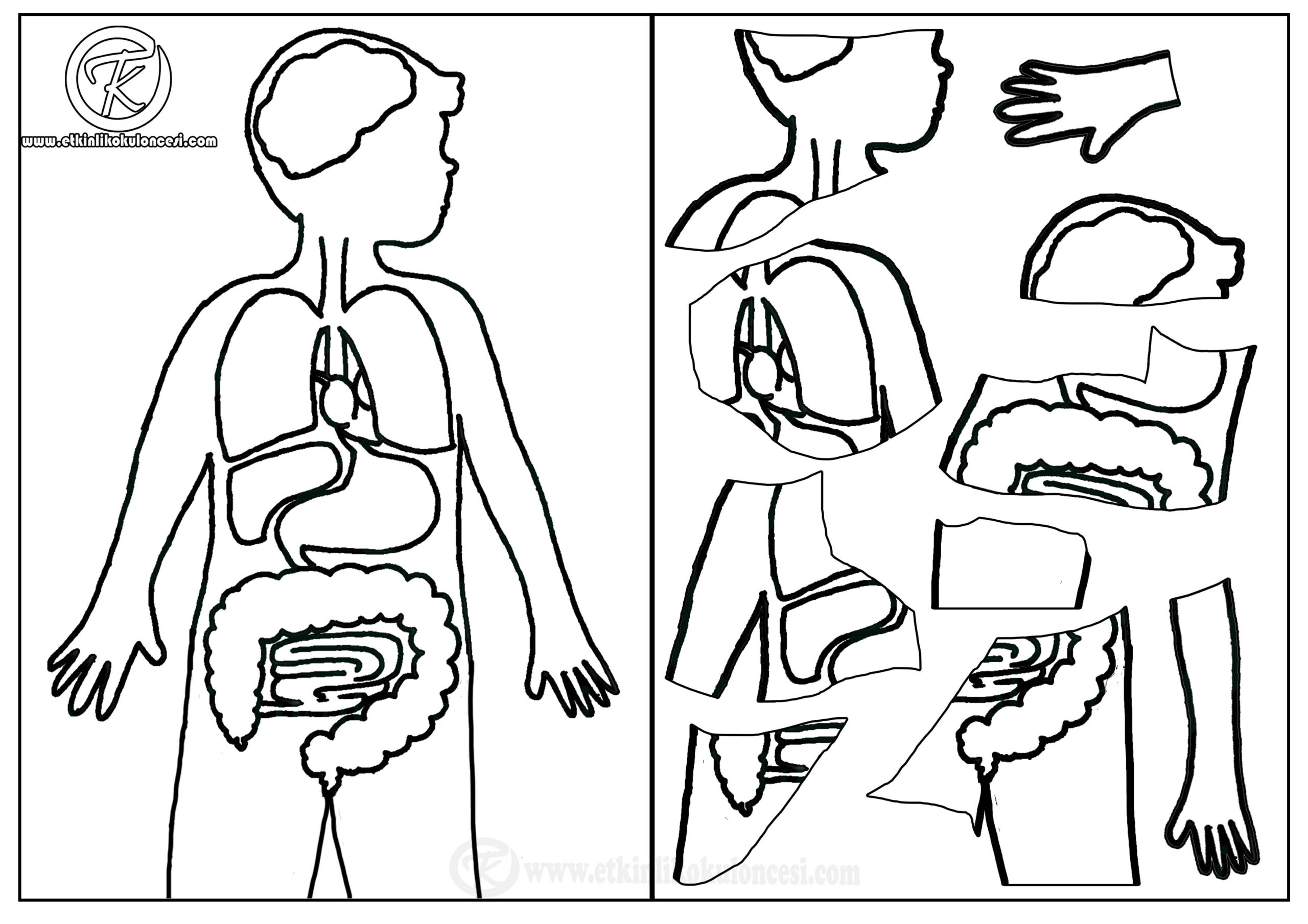 İç Organlar Kalıplı Yapboz Sanat Etkinliği-Okul Öncesi İç Organlar ...