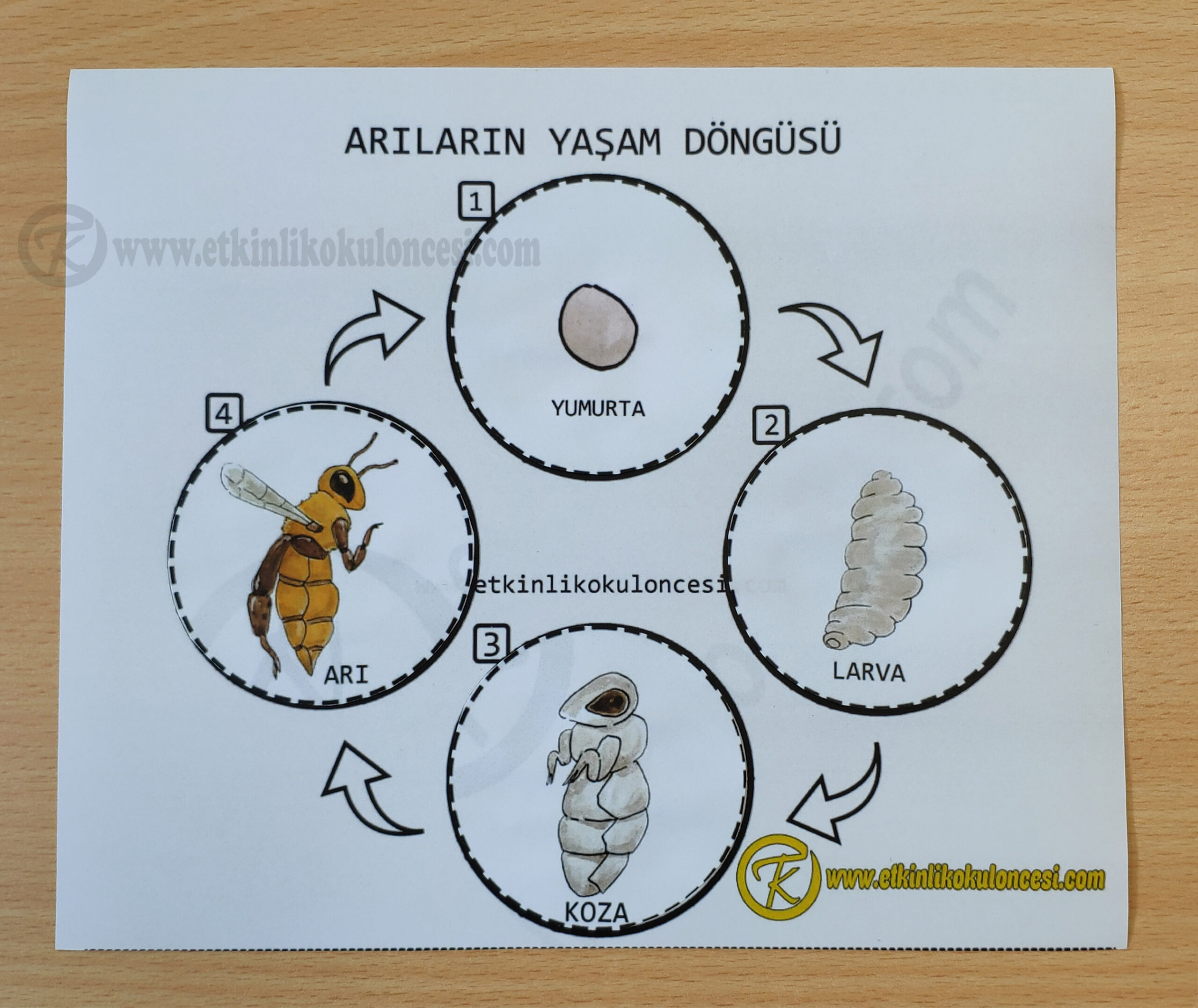 Arı Yaşam Döngüsü Kalıplı Sanat Etkinliği-Okul Öncesi Arıların Yaşam ...